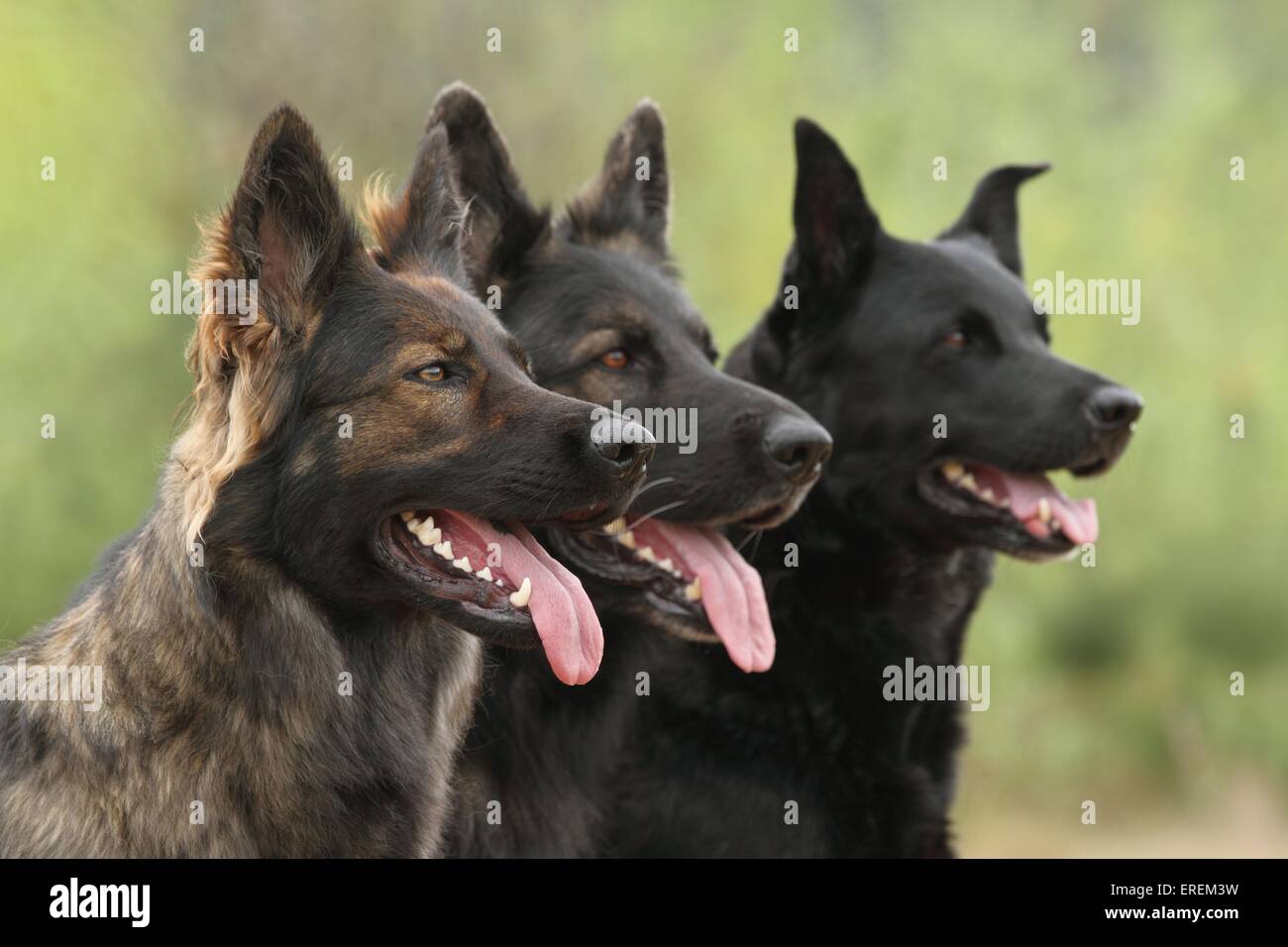 3 dogs hi-res stock photography and images - Alamy