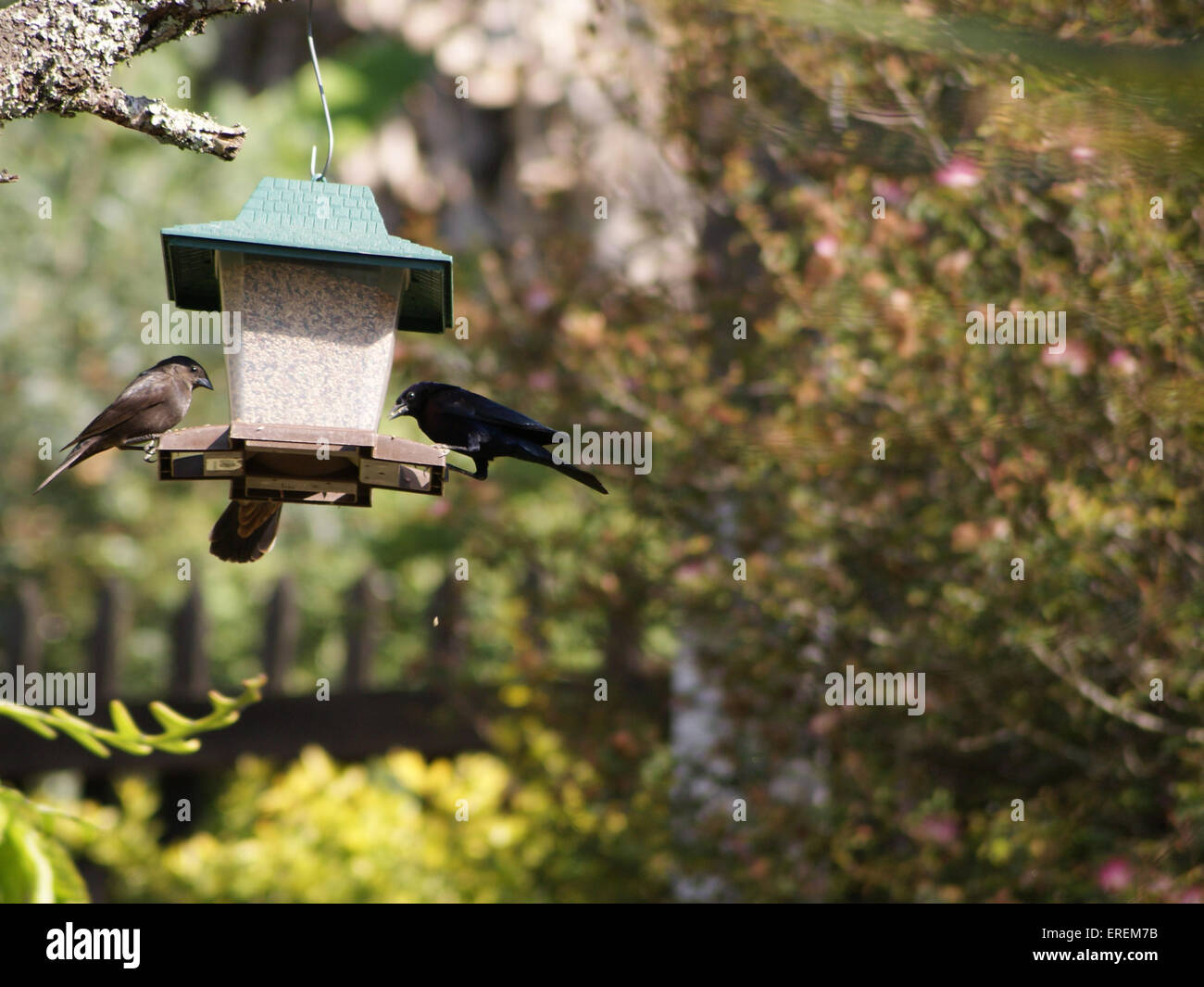 Birds eating hi-res stock photography and images - Alamy