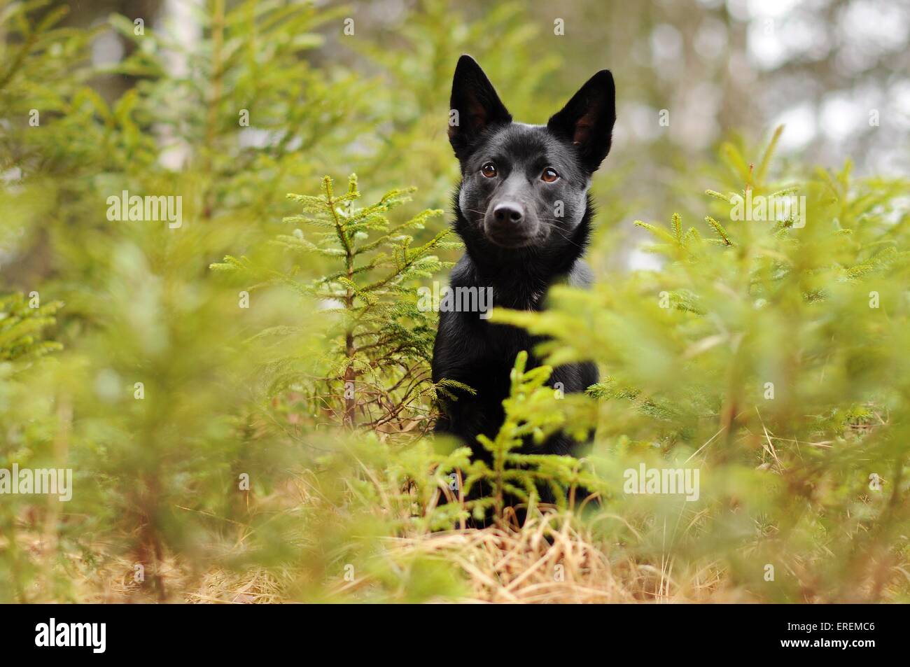 sitting Australian Kelpie Stock Photo - Alamy