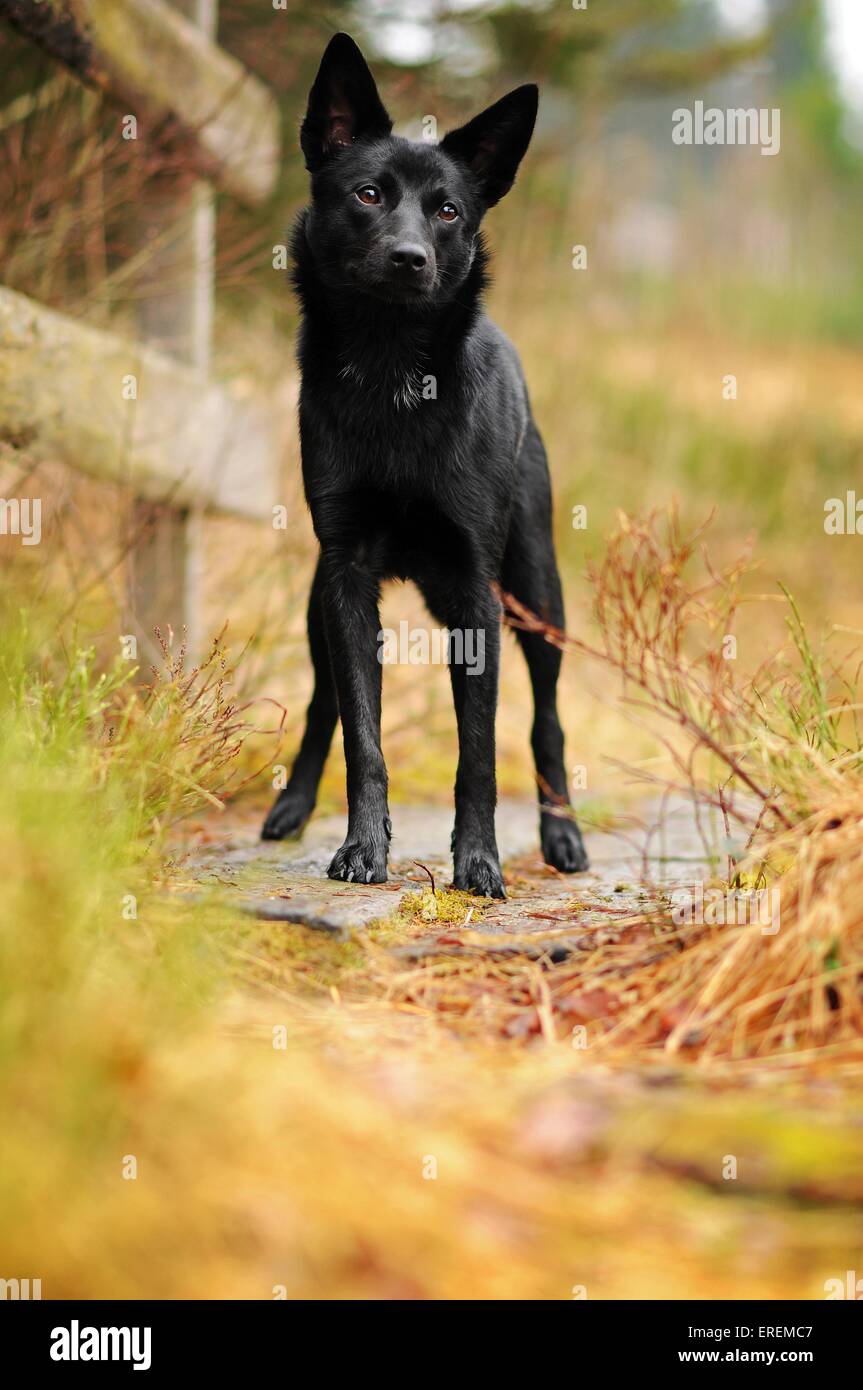 standing Australian Kelpie Stock Photo - Alamy