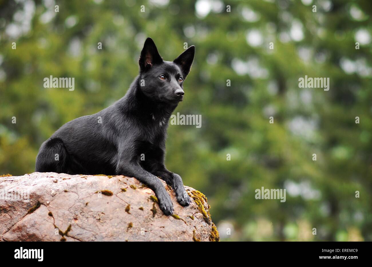 Black Australian Kelpie