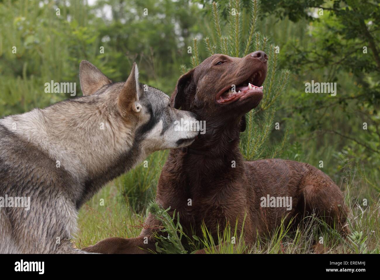 Inuit hunting dog hi-res stock photography and images - Alamy