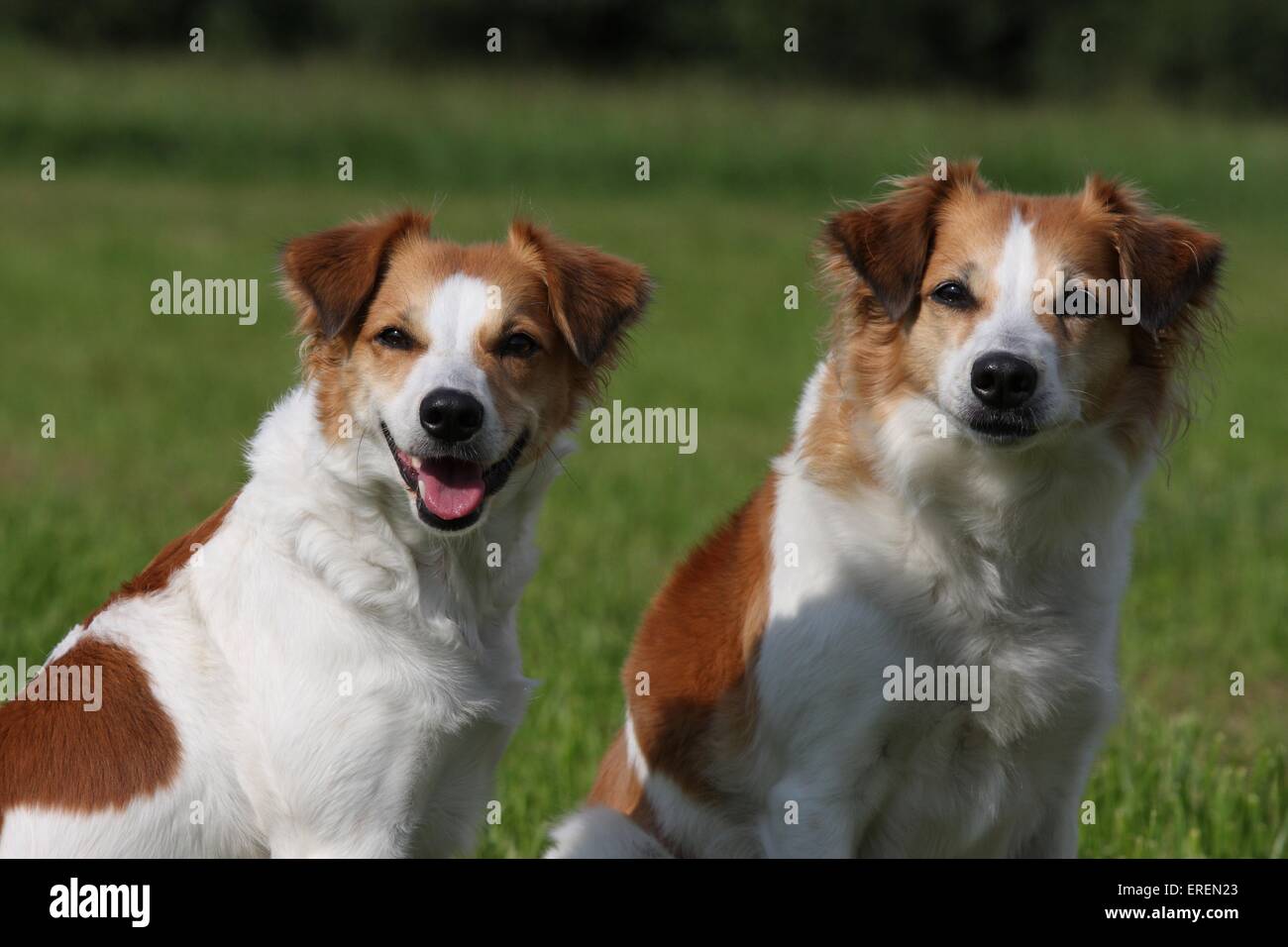 Krom dog Portrait Stock Photo - Alamy