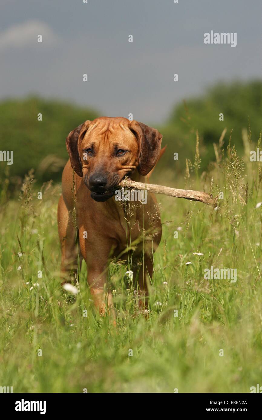 African walking sticks hi-res stock photography and images - Alamy