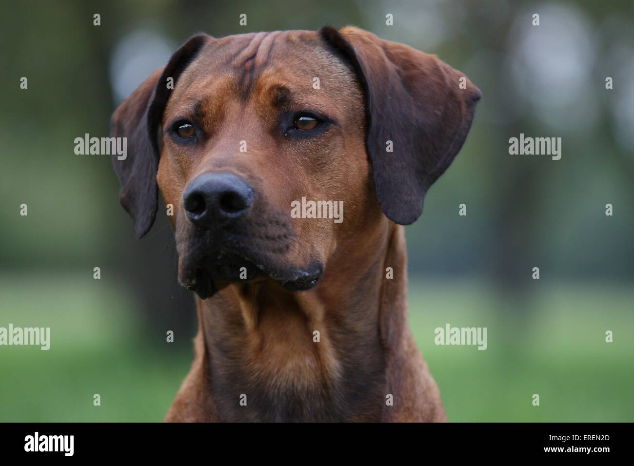 Rhodesian Ridgeback Portrait Stock Photo - Alamy