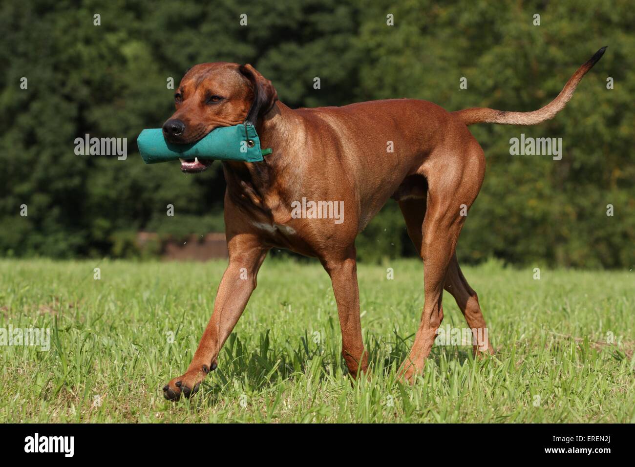 playing Rhodesian Ridgeback Stock Photo - Alamy