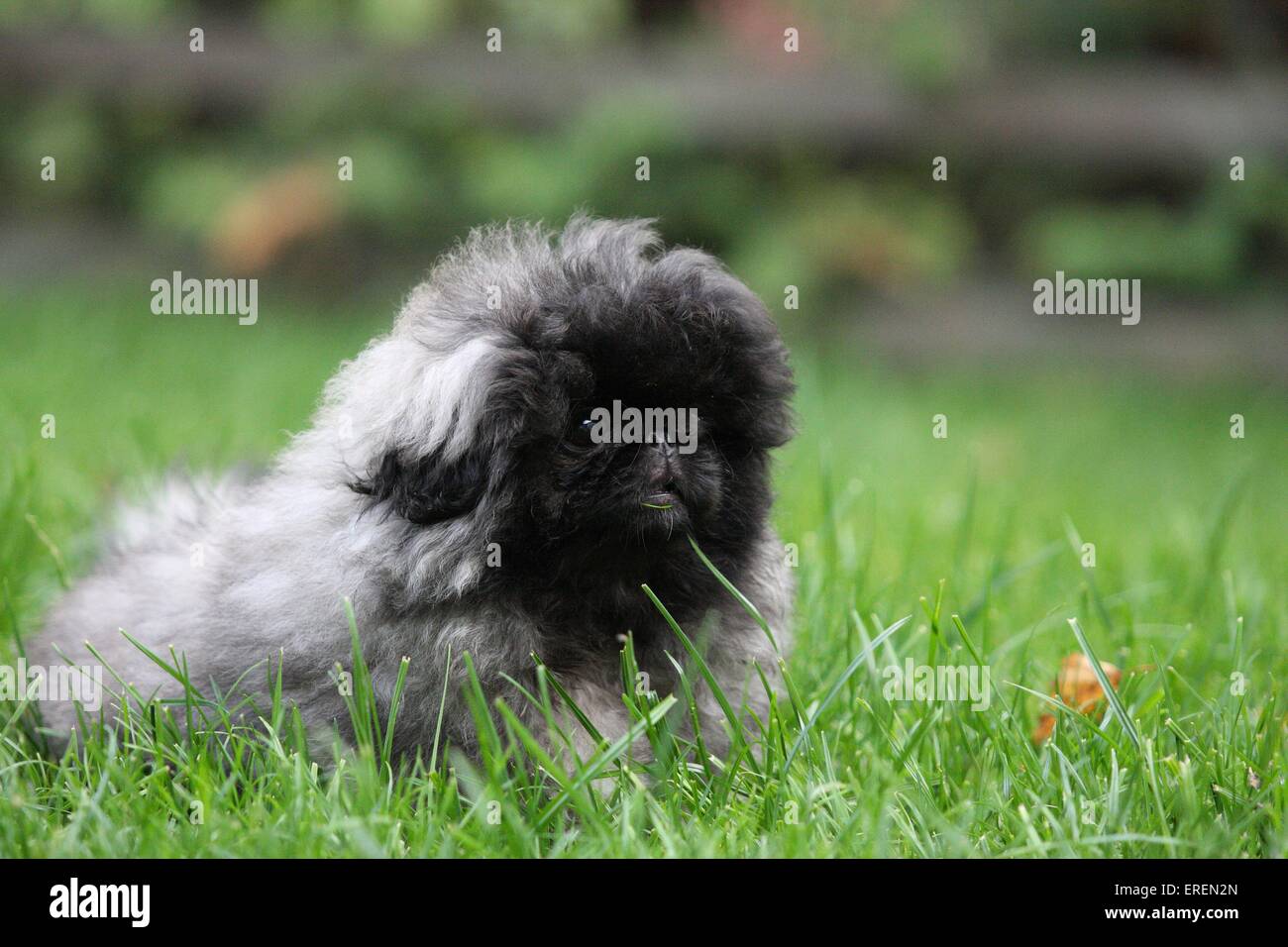 Pekingese and side view hi-res stock photography and images - Alamy