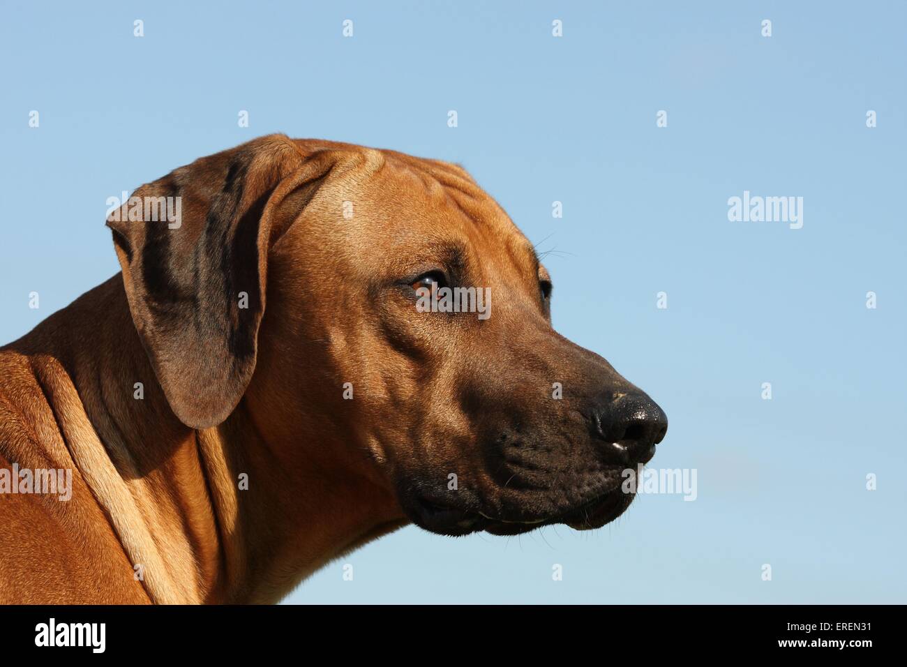 Rhodesian Ridgeback Portrait Stock Photo - Alamy