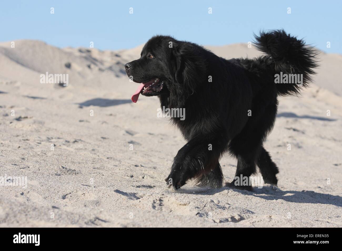 Newfoundland dog running hi-res stock photography and images - Alamy