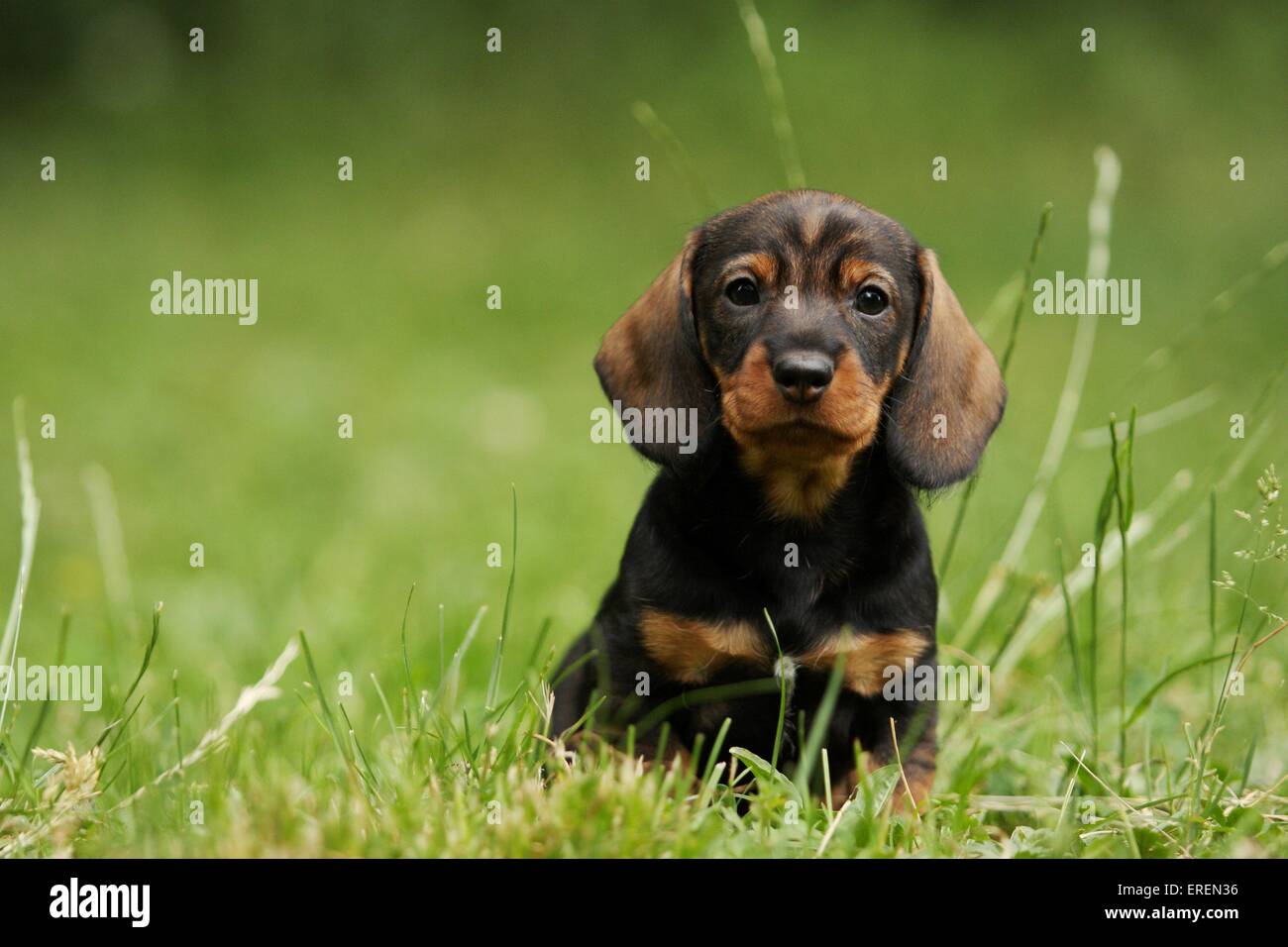 wirehaired teckel puppy Stock Photo - Alamy