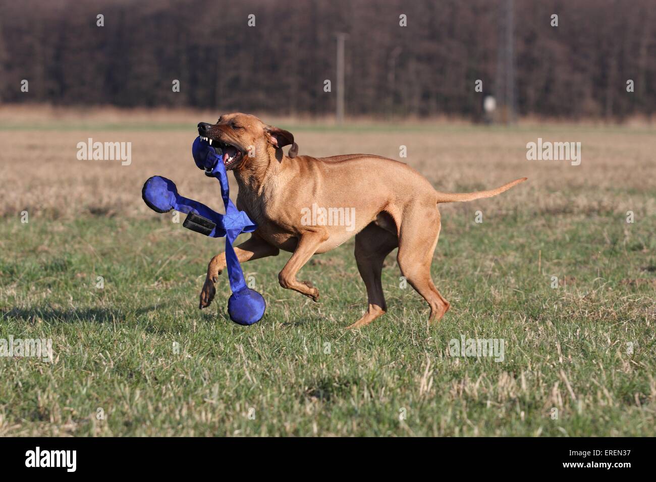 playing Rhodesian Ridgeback Stock Photo - Alamy