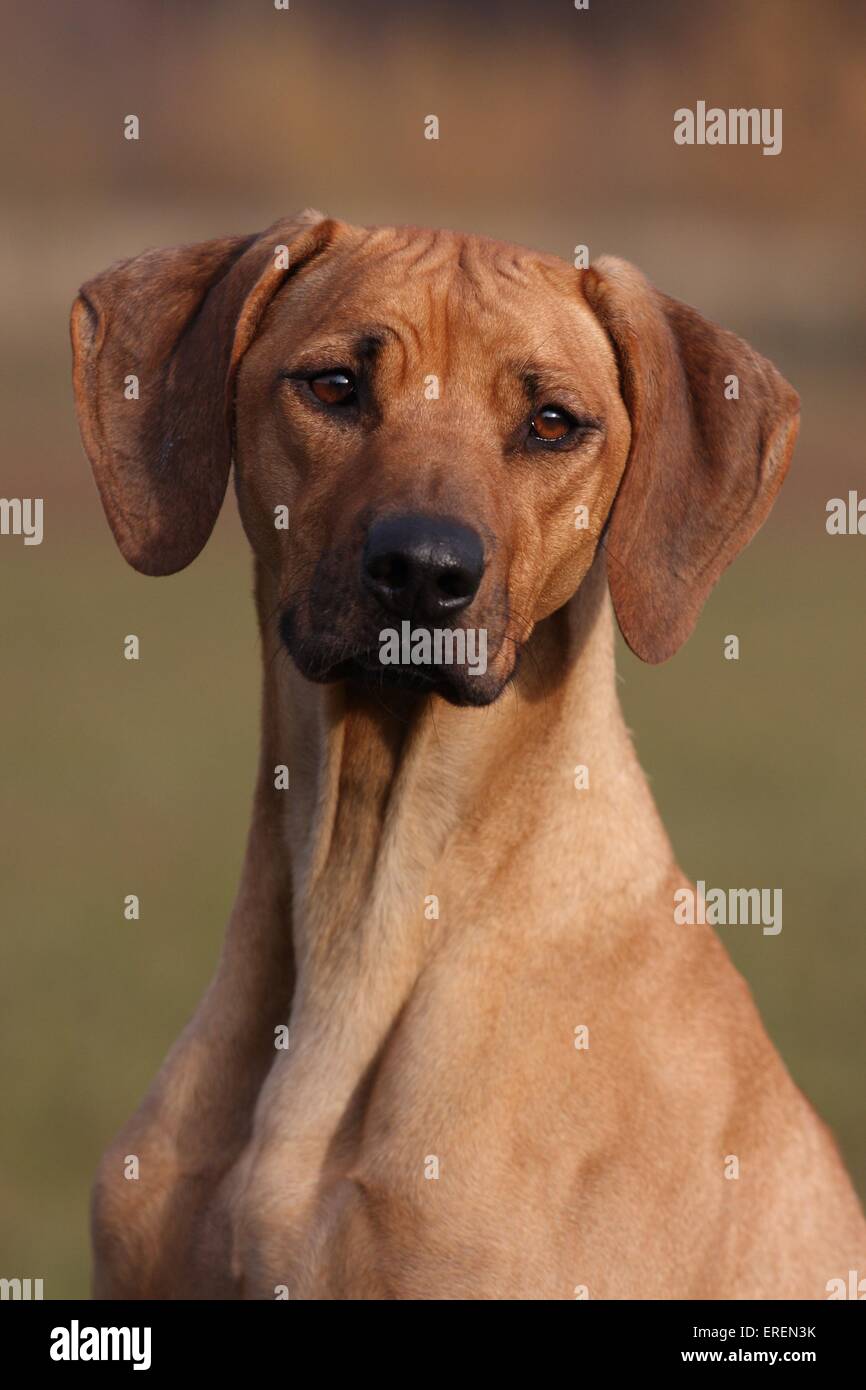 Rhodesian Ridgeback Portrait Stock Photo - Alamy
