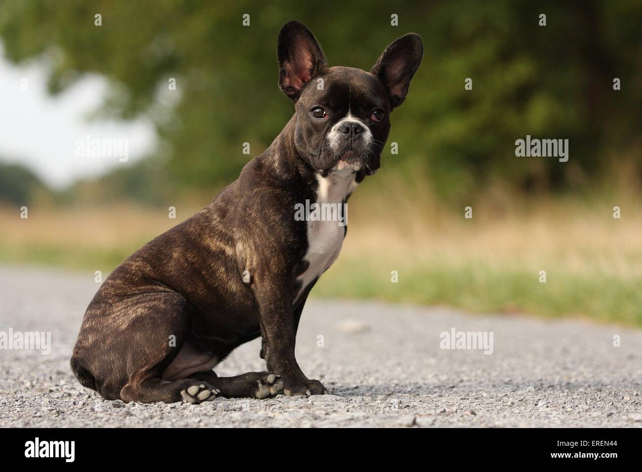 sitting French Bulldog Stock Photo - Alamy