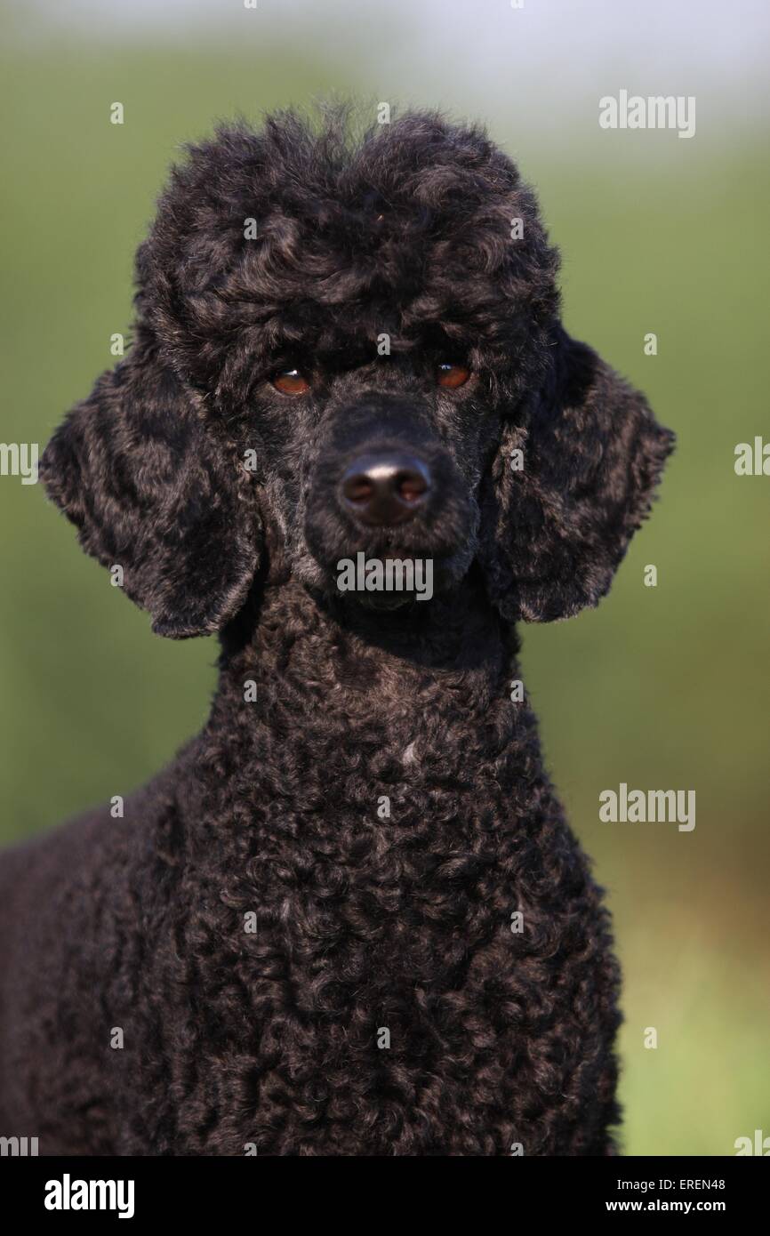 Portrait poodle hi-res stock photography and images - Alamy