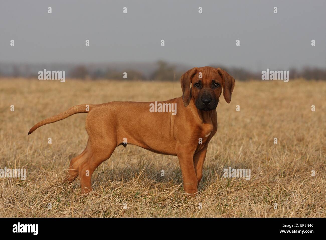Rhodesian Ridgeback Puppy Stock Photo - Alamy