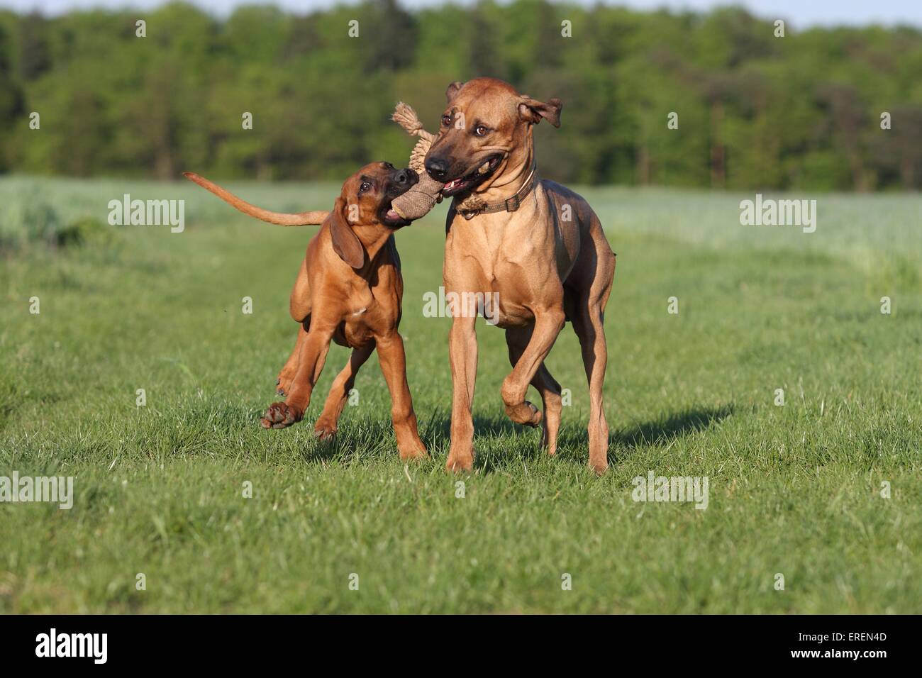 playing Rhodesian Ridgebacks Stock Photo - Alamy