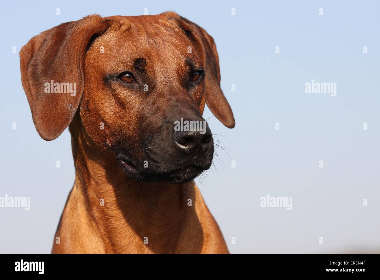 Rhodesian Ridgeback Portrait Stock Photo - Alamy