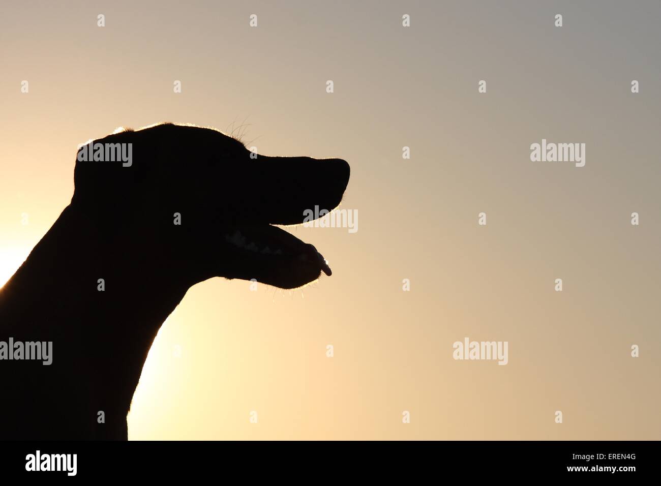 Rhodesian Ridgeback Tattoos