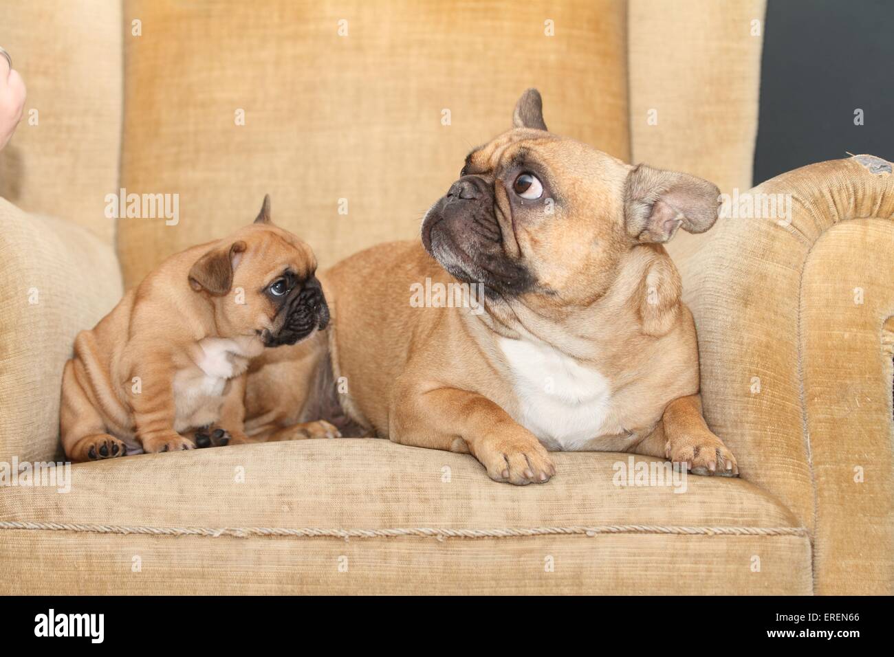 Two french bulldogs purebred hi-res stock photography and images - Alamy