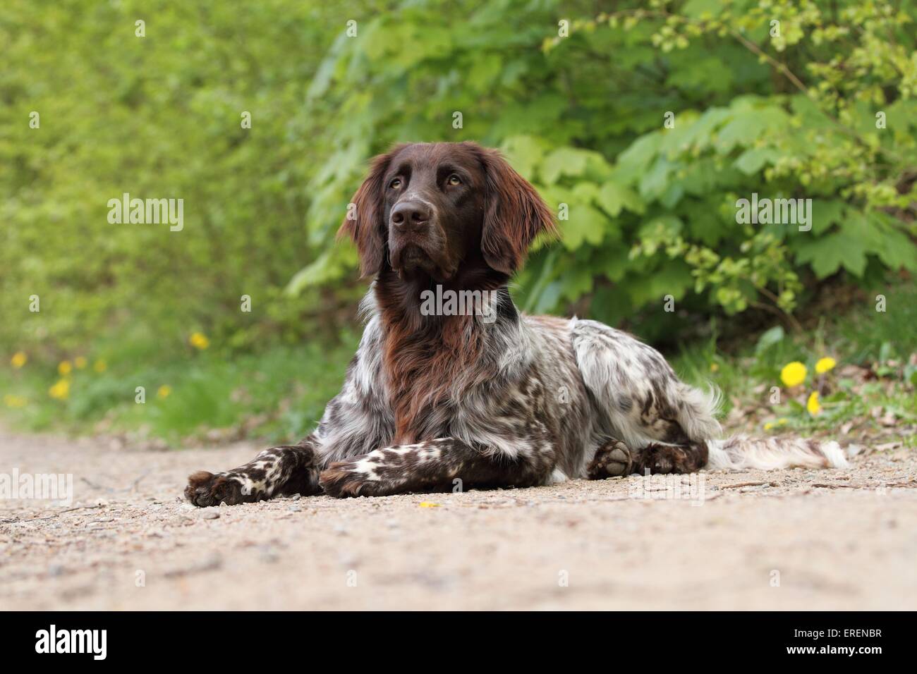 lying German longhaired Pointer Stock Photo - Alamy