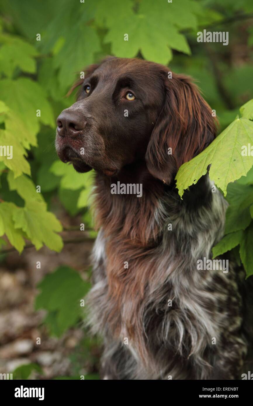 German longhaired Pointer portrait Stock Photo - Alamy