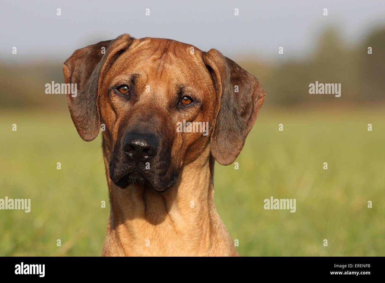 Rhodesian Ridgeback Portrait Stock Photo - Alamy
