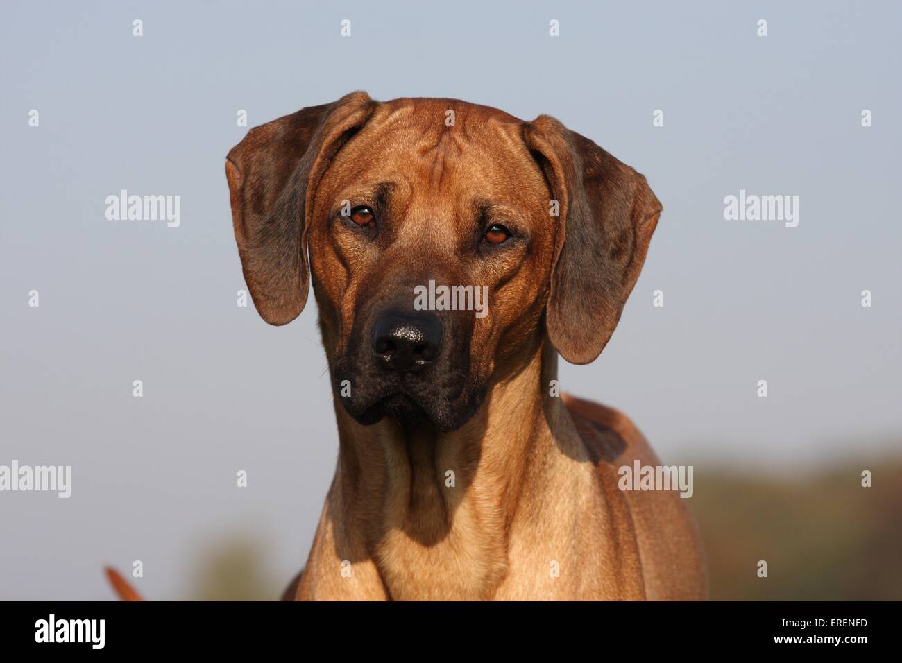 Rhodesian Ridgeback Portrait Stock Photo - Alamy