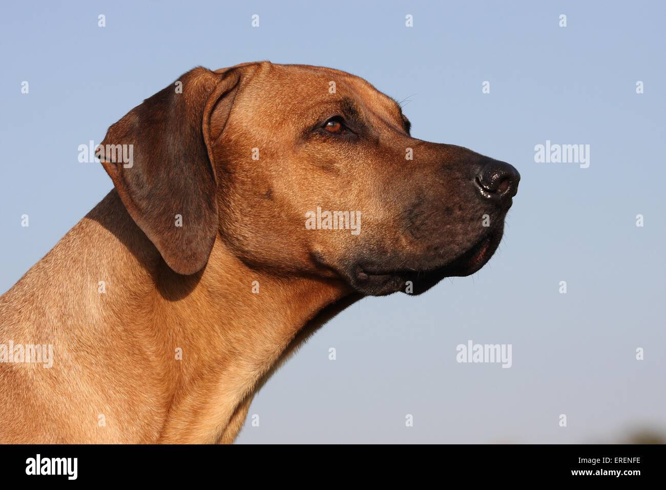Rhodesian Ridgeback Portrait Stock Photo - Alamy