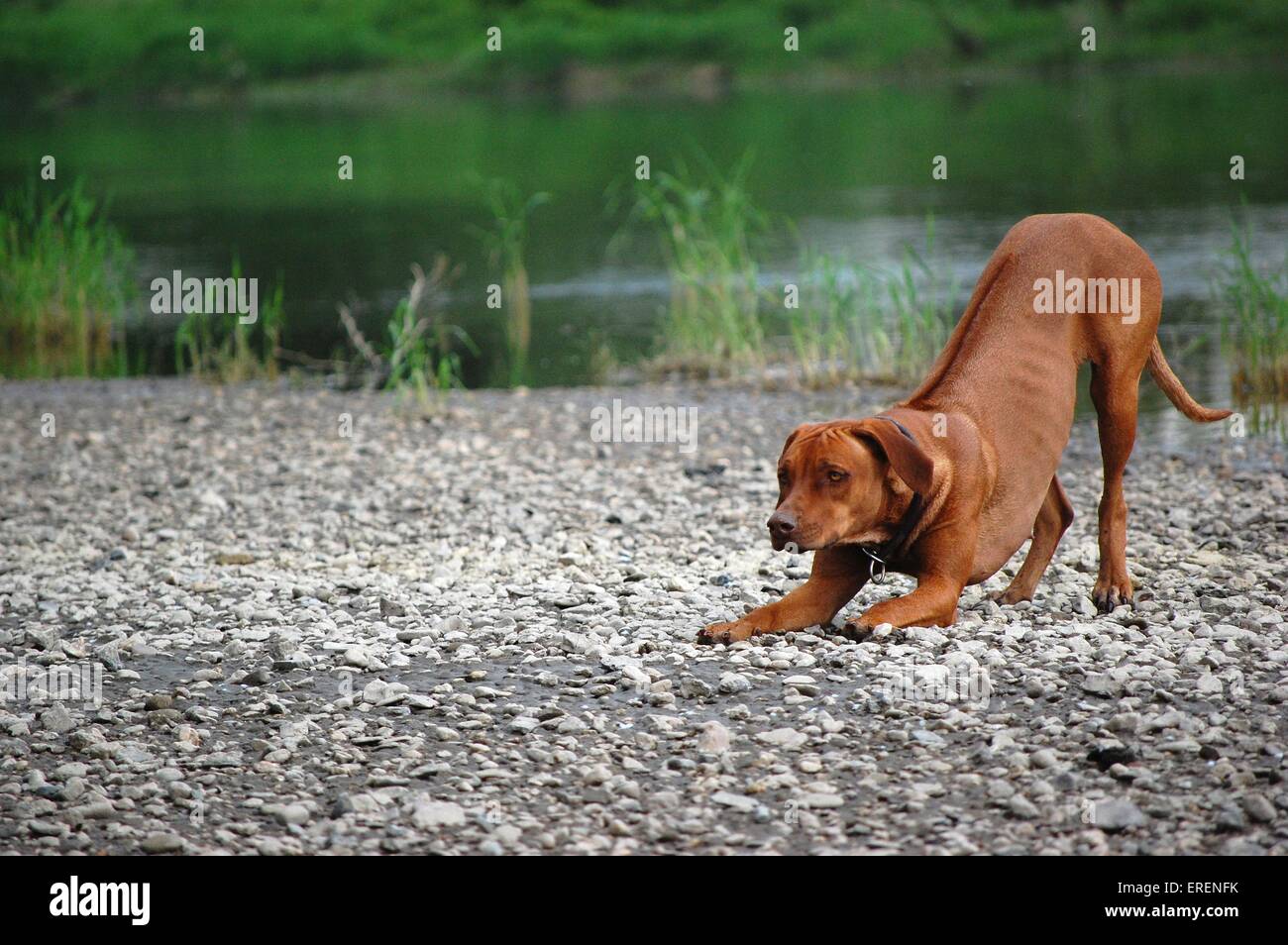 playing rhodesian ridgeback Stock Photo - Alamy