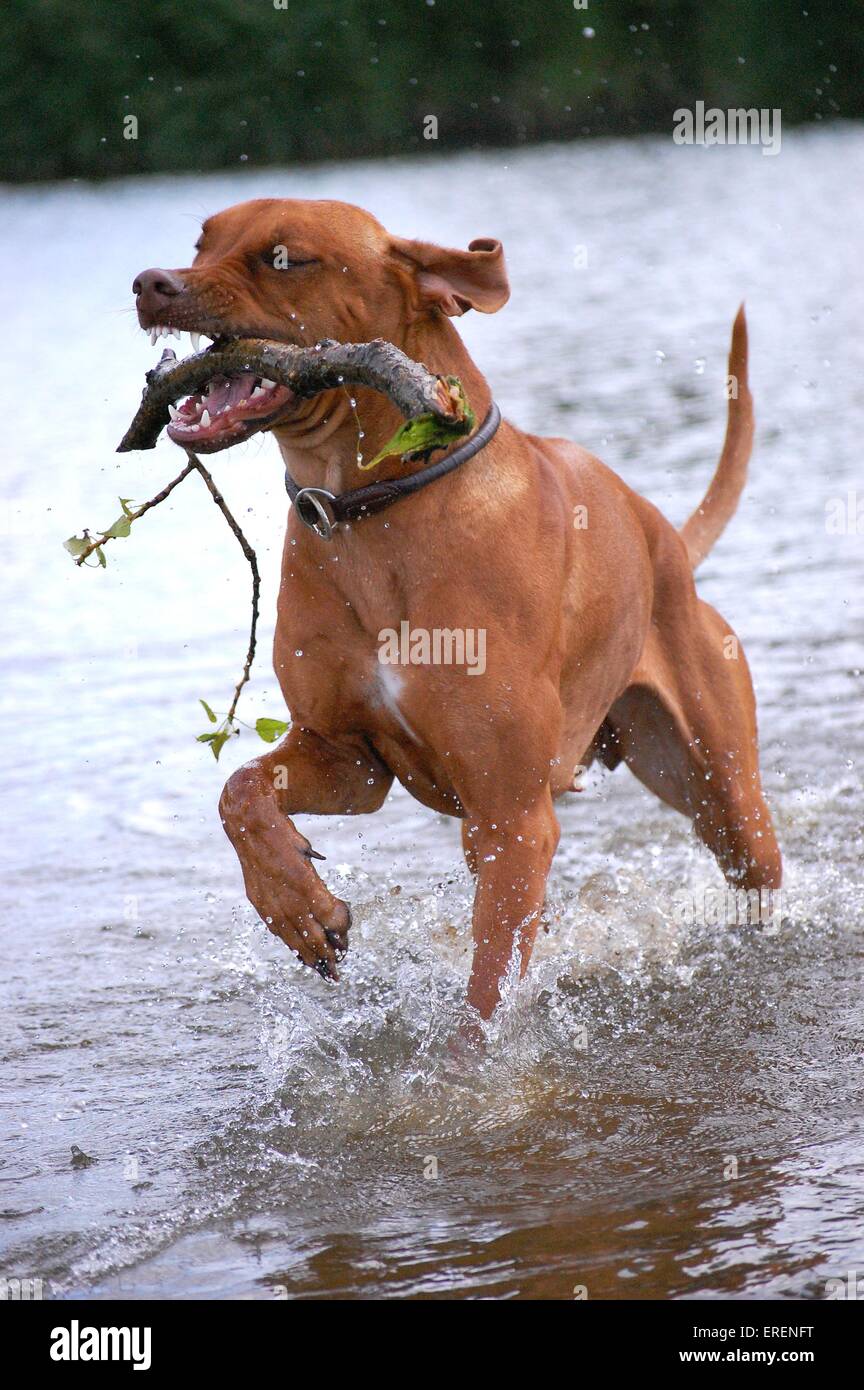 playing Rhodesian Ridgeback Stock Photo - Alamy