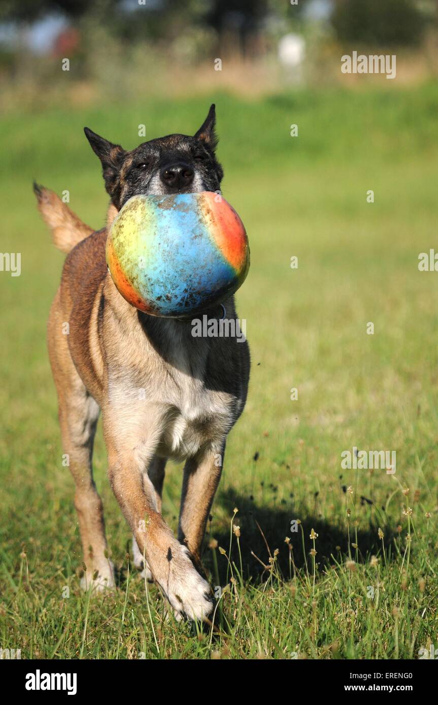Malinois playing ball hi-res stock photography and images - Alamy
