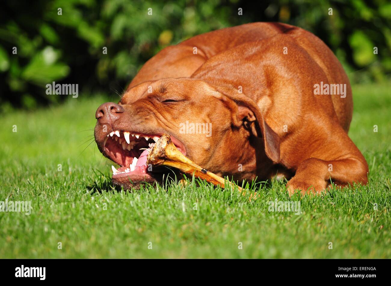 eating Rhodesian Ridgeback Stock Photo - Alamy
