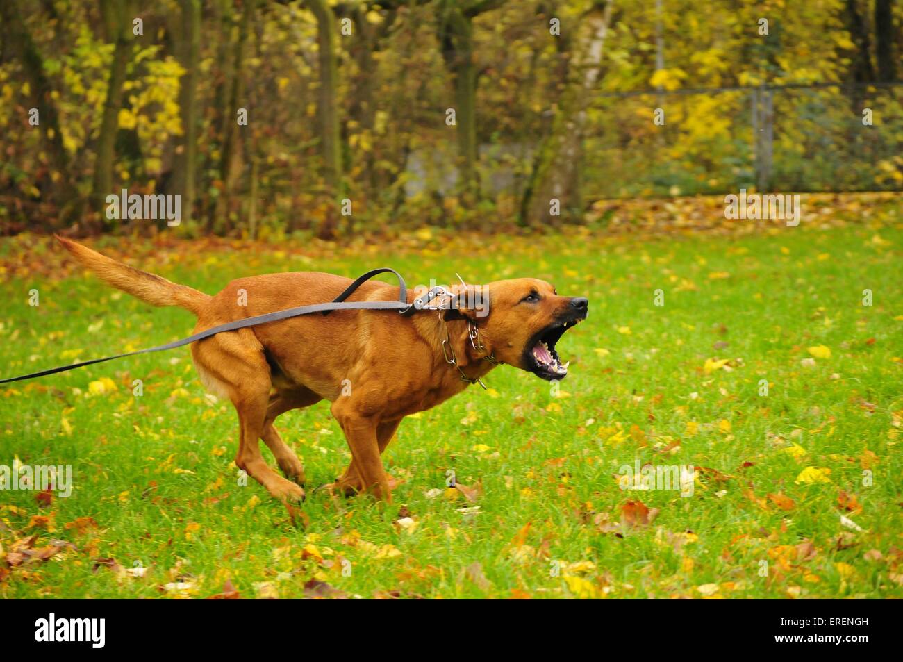 Angry dog running hi-res stock photography and images - Alamy