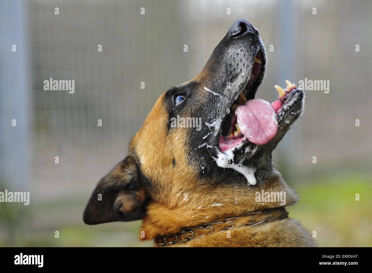 Head portrait belgian malinois hi-res stock photography and images - Alamy