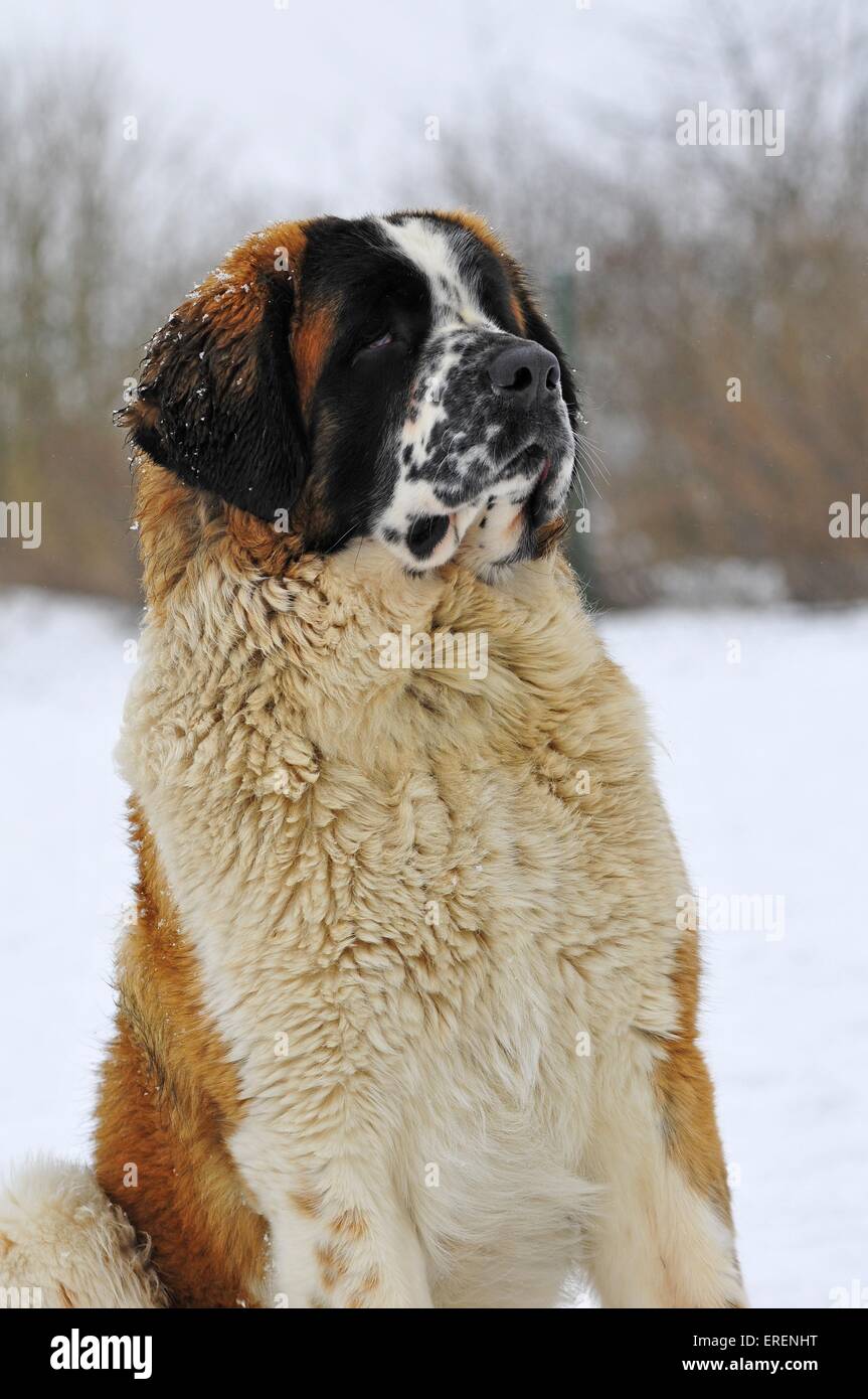 Moscow Watchdog Portrait Stock Photo - Alamy