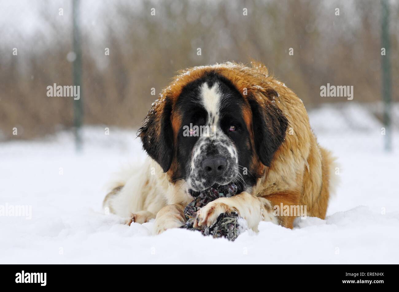 Watchdog hi-res stock photography and images - Alamy