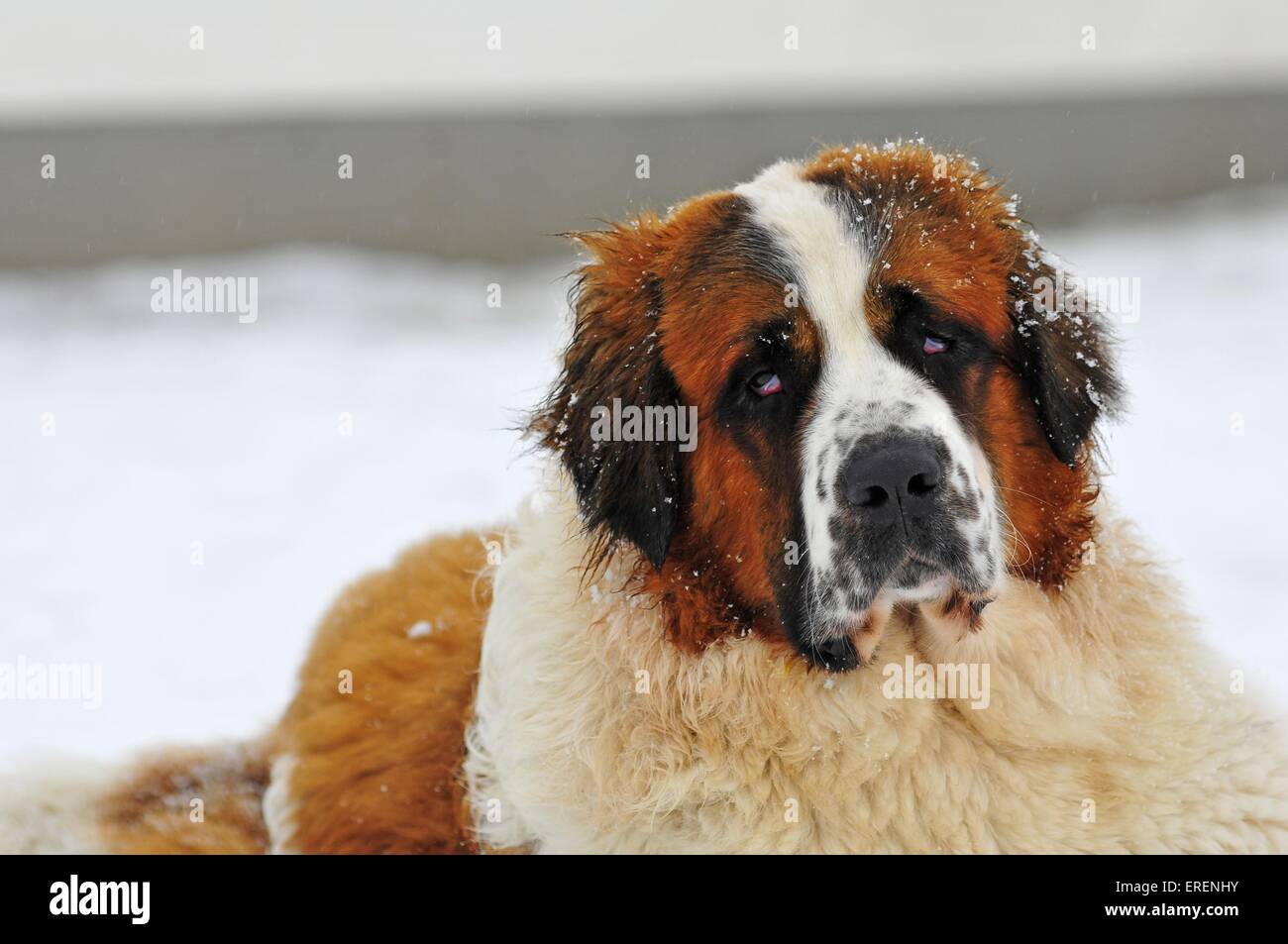 Moscow Watchdog Portrait Stock Photo - Alamy