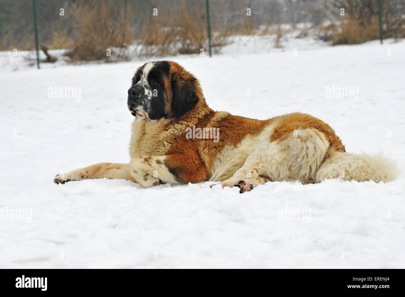 Watchdog hi-res stock photography and images - Alamy