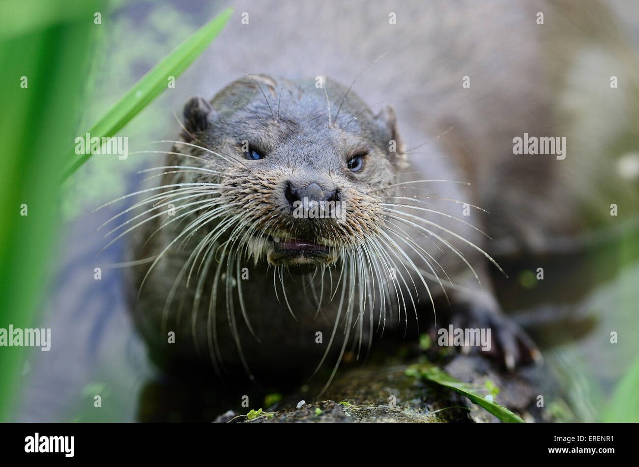 Otter eating on a log by the water UK Stock Photo - Alamy