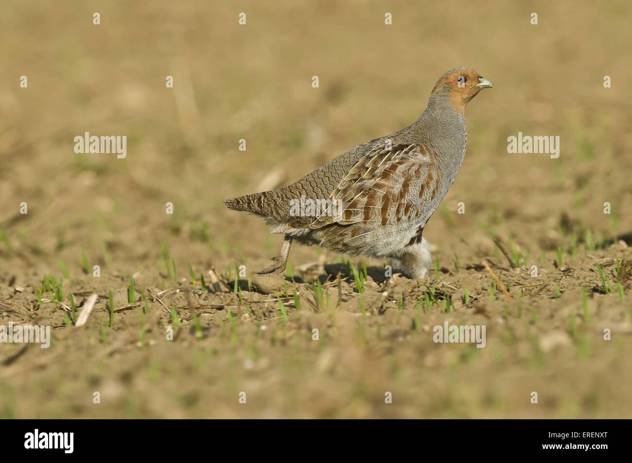 Partridges gray one single adult hi-res stock photography and images ...