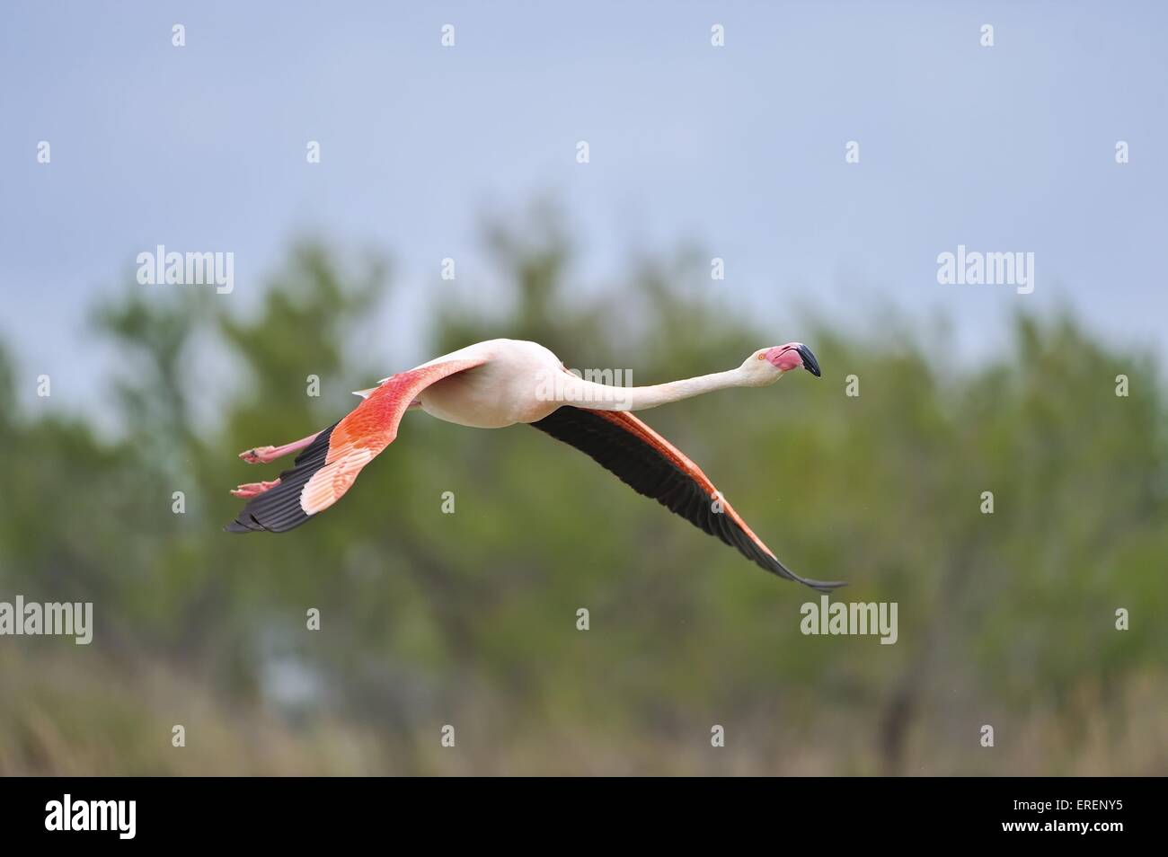 Flying greater flamingoes hi-res stock photography and images - Alamy