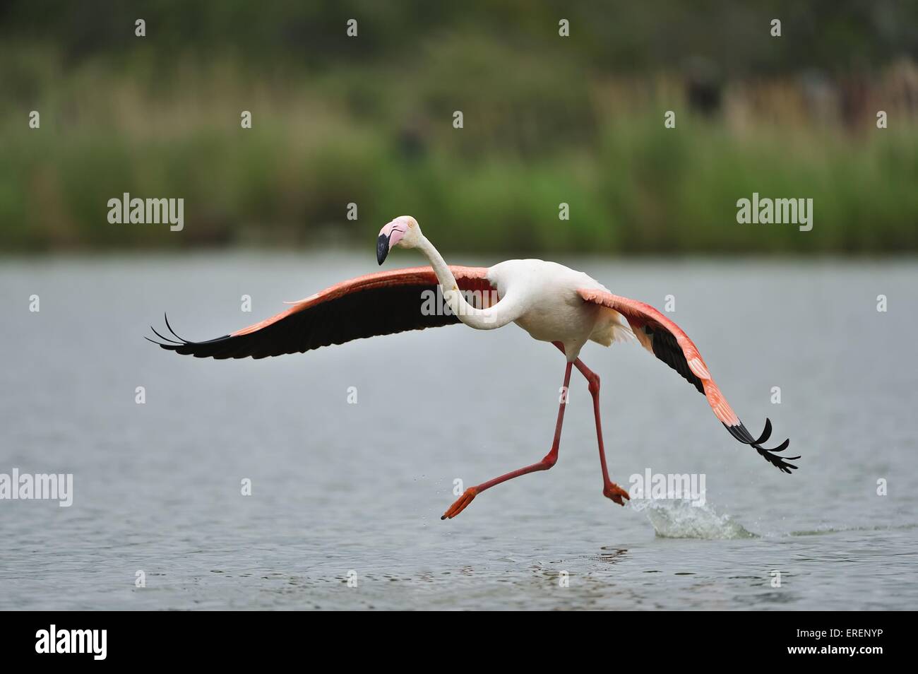 Flamingo flap wings hi-res stock photography and images - Alamy