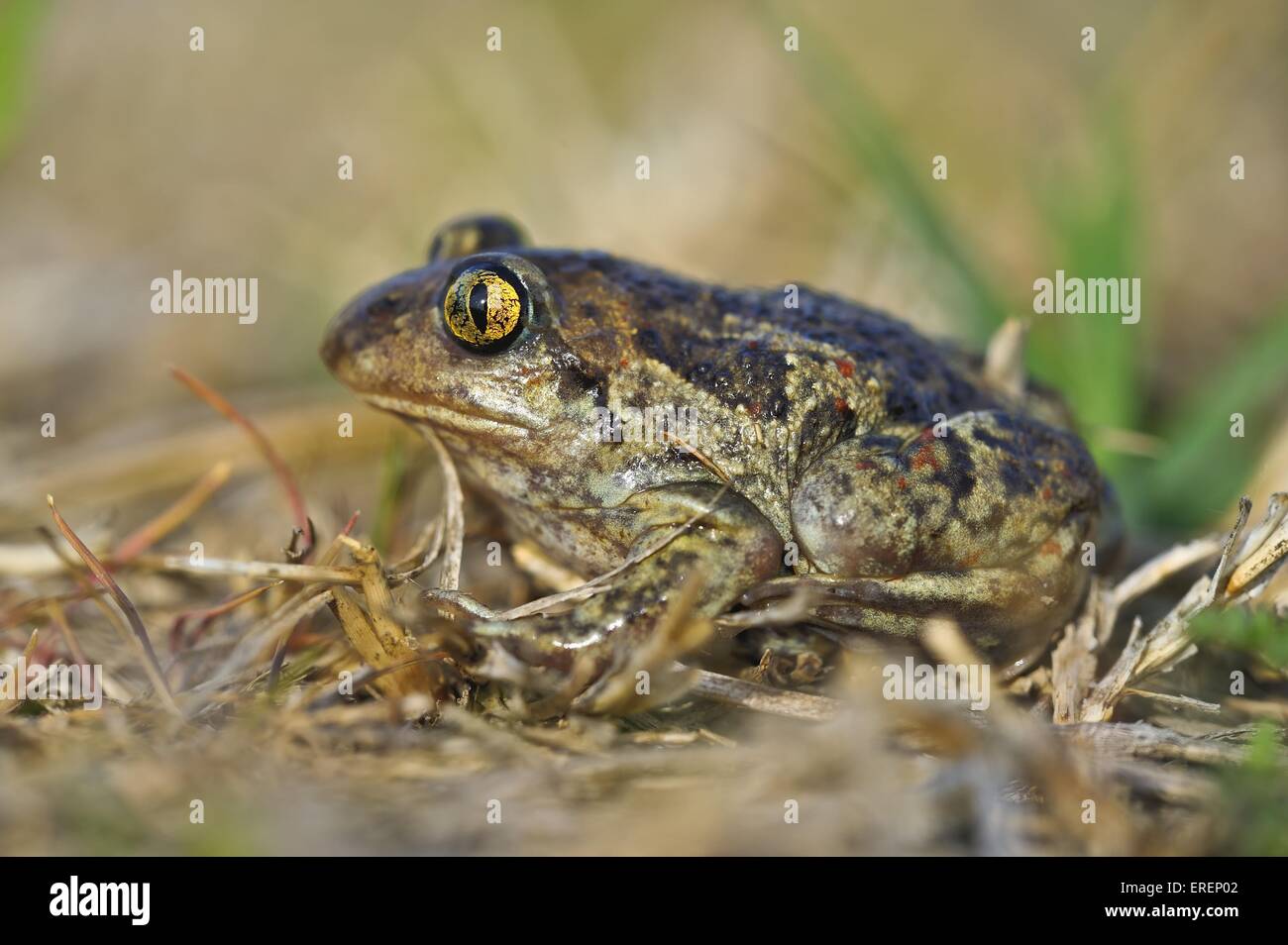 Spadefoot toads hi-res stock photography and images - Alamy