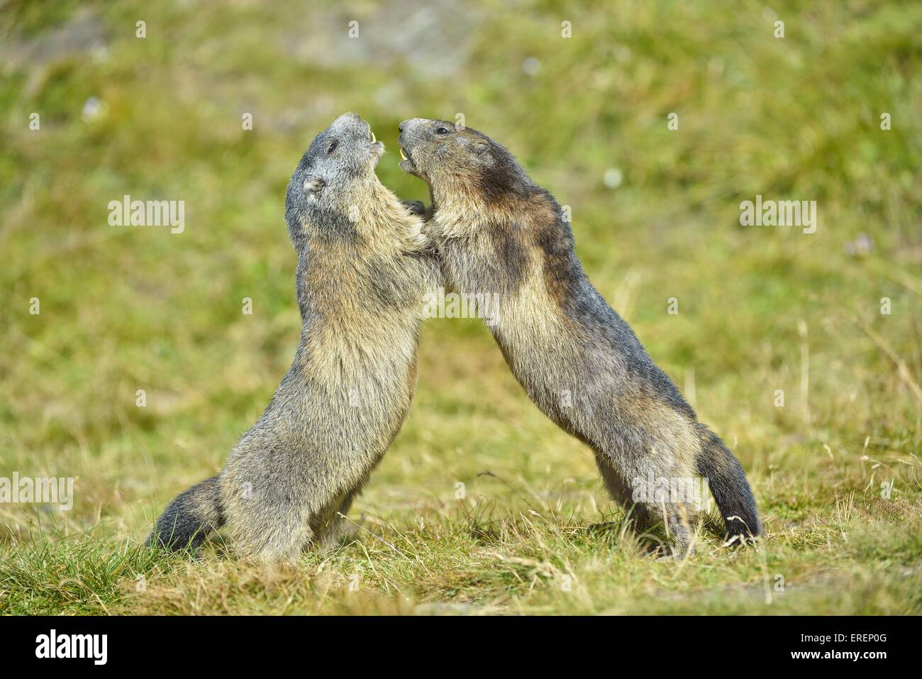 Marmots fighting hi-res stock photography and images - Alamy