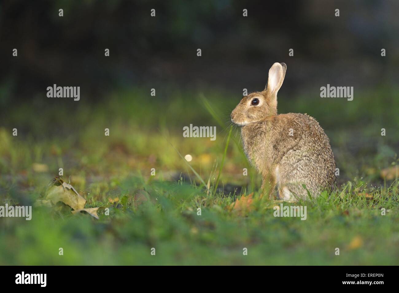 European rabbit hi-res stock photography and images - Alamy