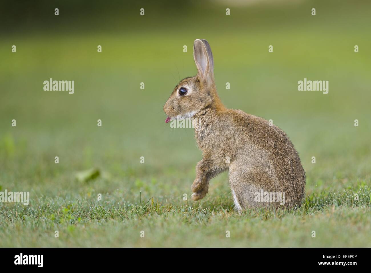 Rabbit stick hi-res stock photography and images - Alamy