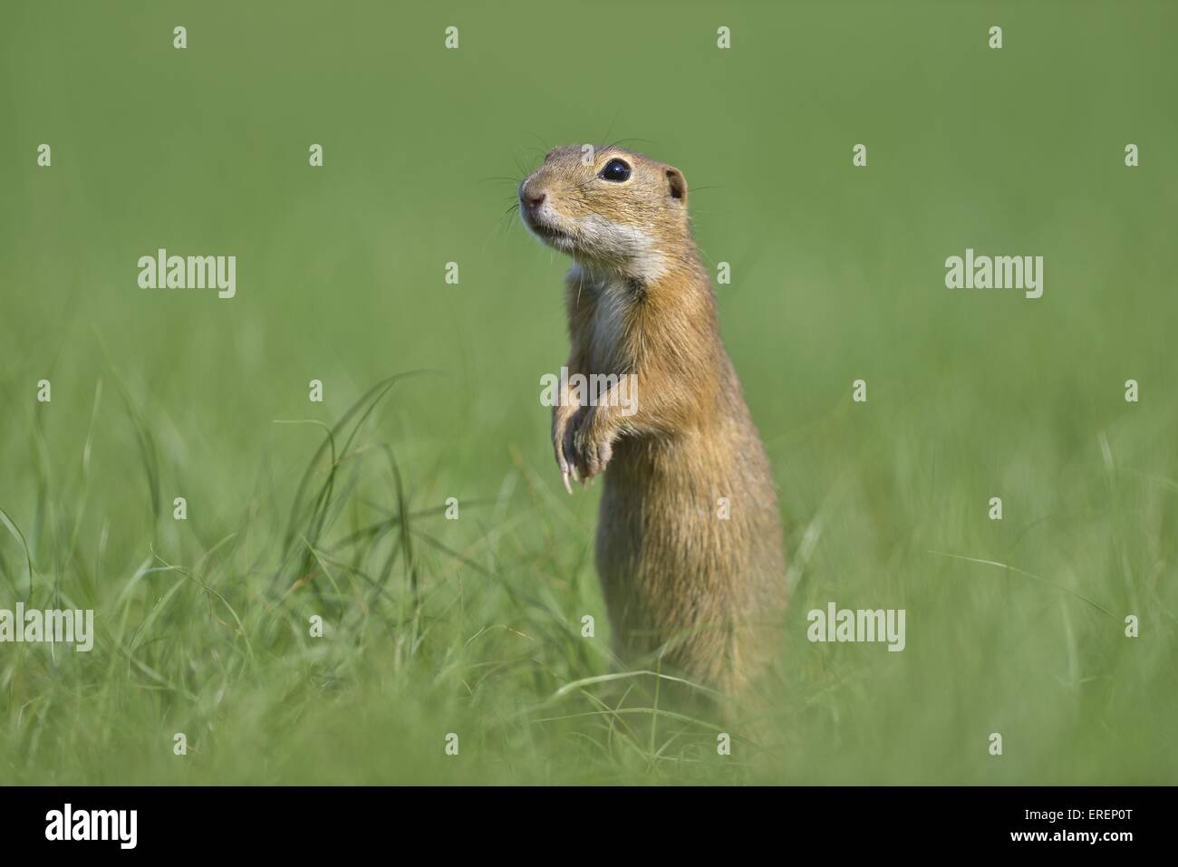 Gopher hi-res stock photography and images - Alamy