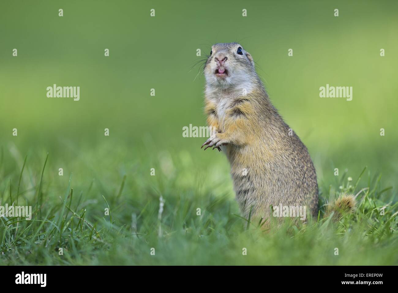 Gopher hi-res stock photography and images - Alamy