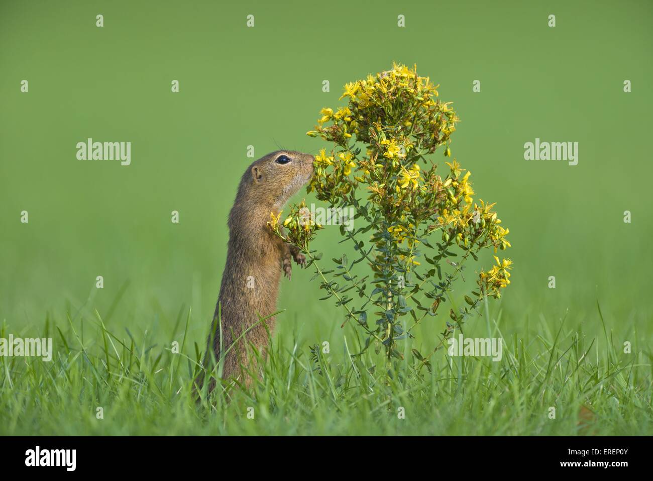 Gopher hi-res stock photography and images - Alamy