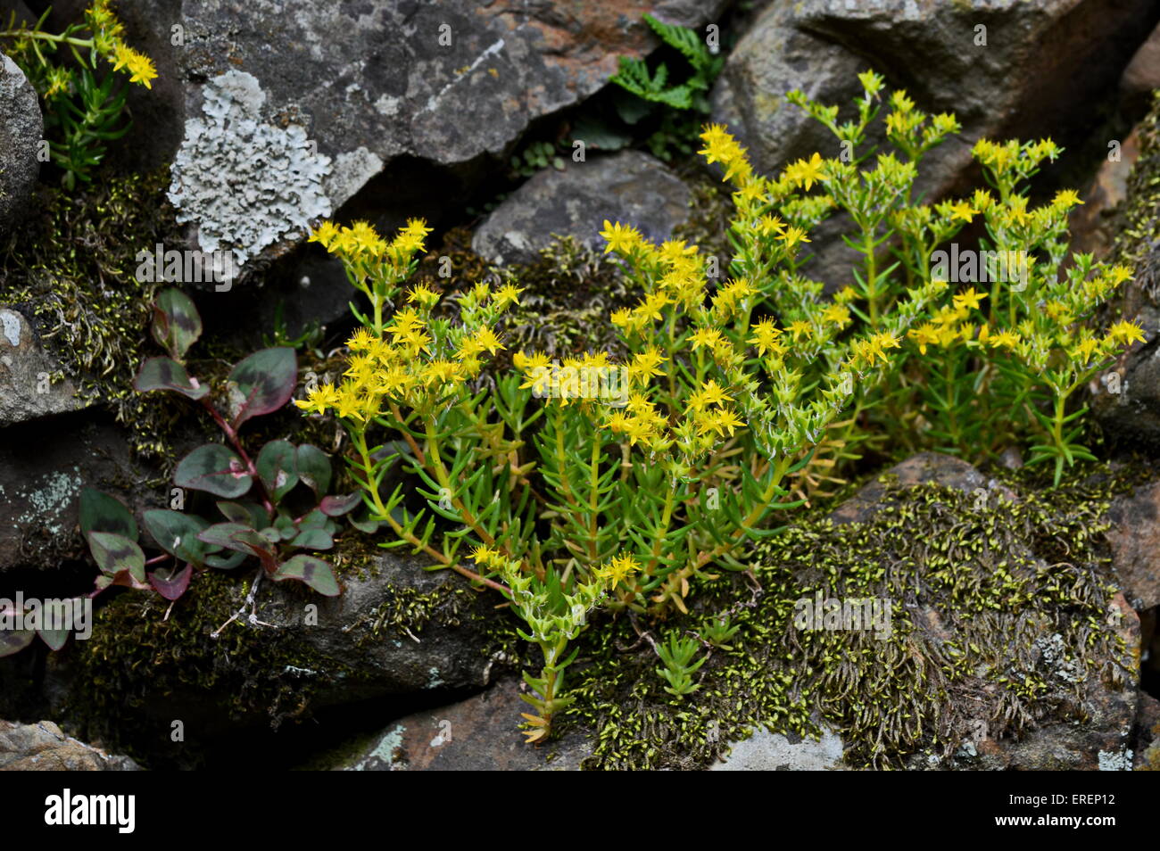 Yellow flowers in rocks, weathering, algae, moss, moist rocks, soil ...